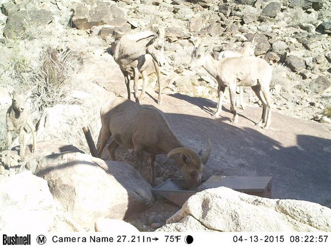 Bighorn sheep society dives into D.C. controversy | | adowl ...