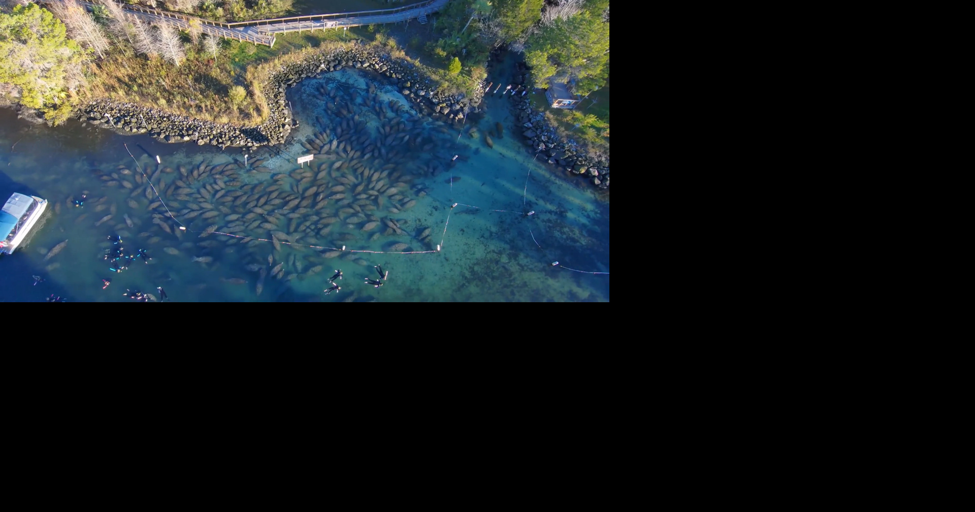 Hundreds of manatees huddle together to keep warm during cold snap ...