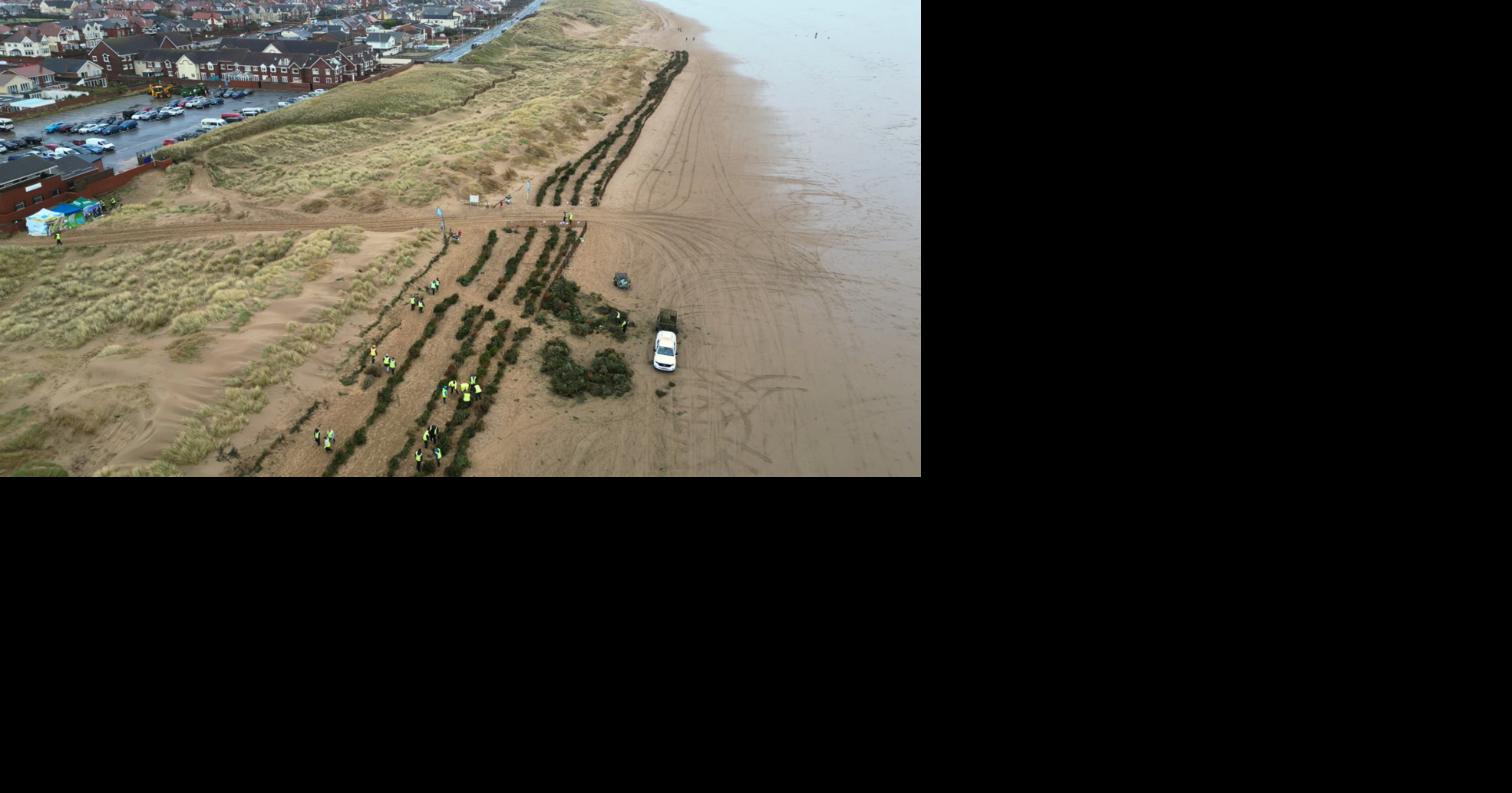 How old Christmas trees are helping to fight coastal erosion | National ...