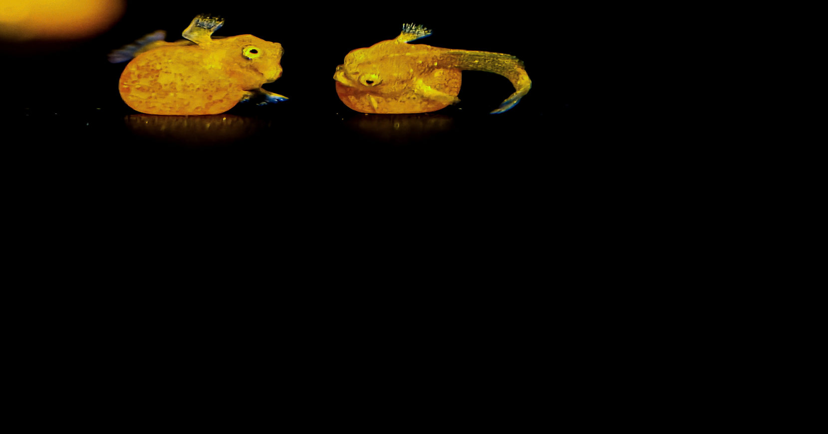 Endangered species among finalists for photography award | National ...