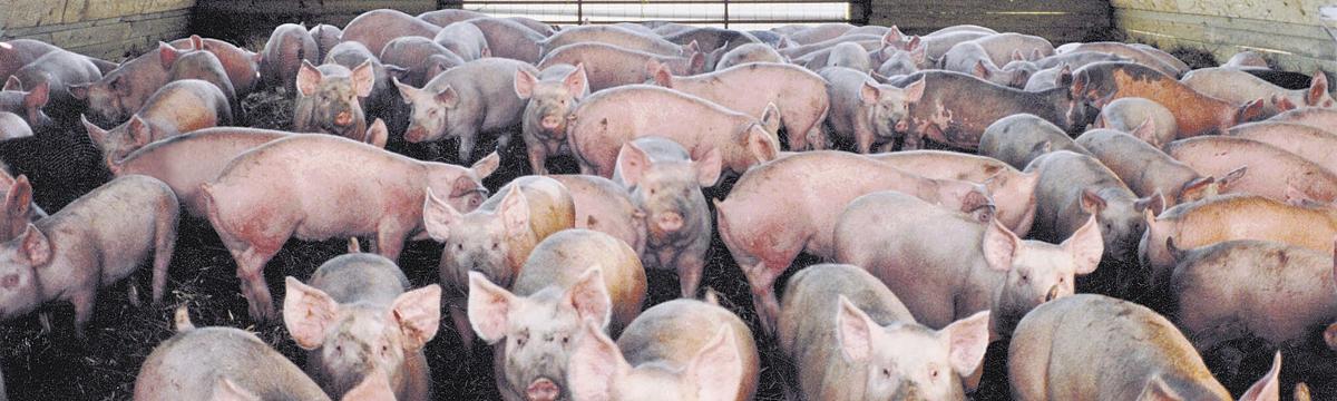 Shortage of skilled labor one of many issues affecting pork producers