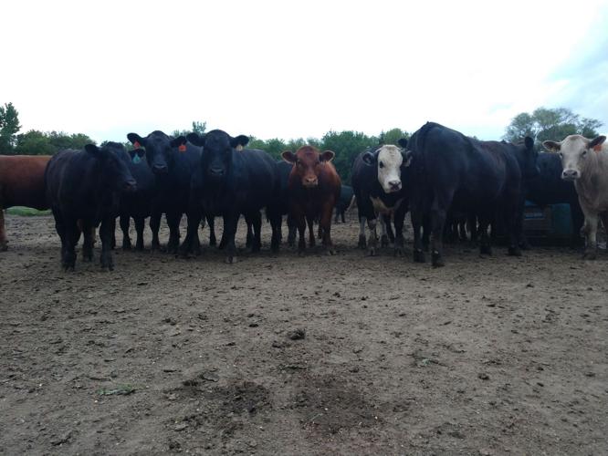 Small meat processors expand in the wake of the COVID-19 pandemic