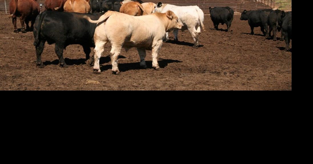 Beef cattle