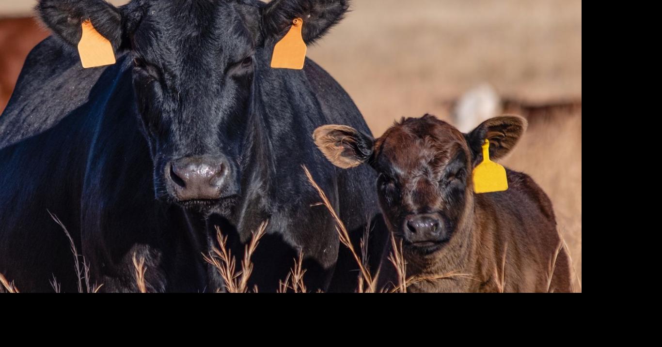 Secrets to prevent scours, weak calf syndrome