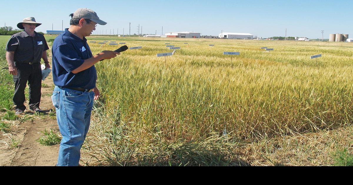 Winter wheat breeder gives tips for successful crop