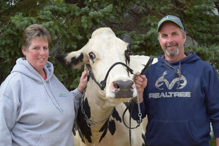 Holstein breeder builds families