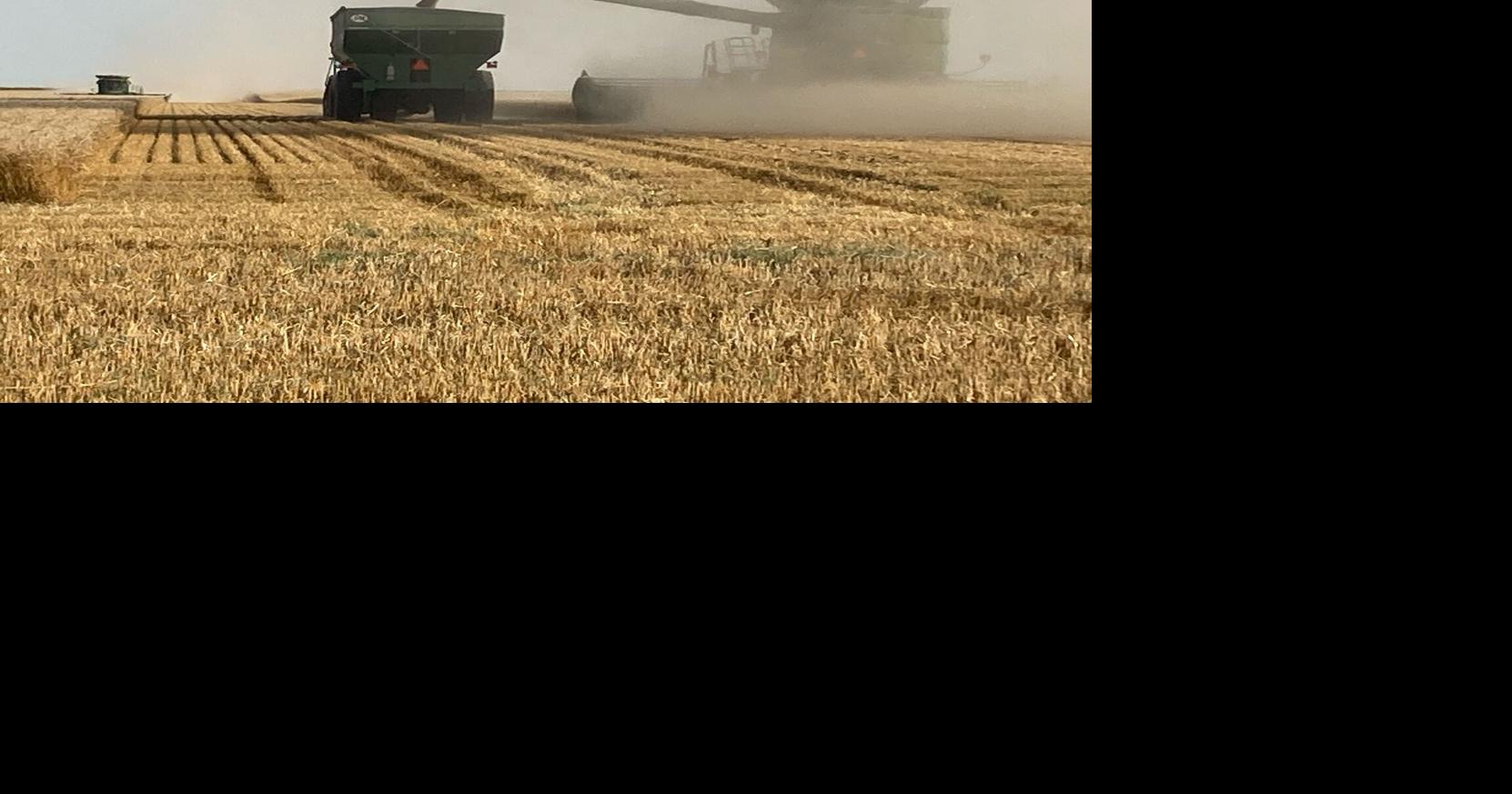 A weird year for wheat