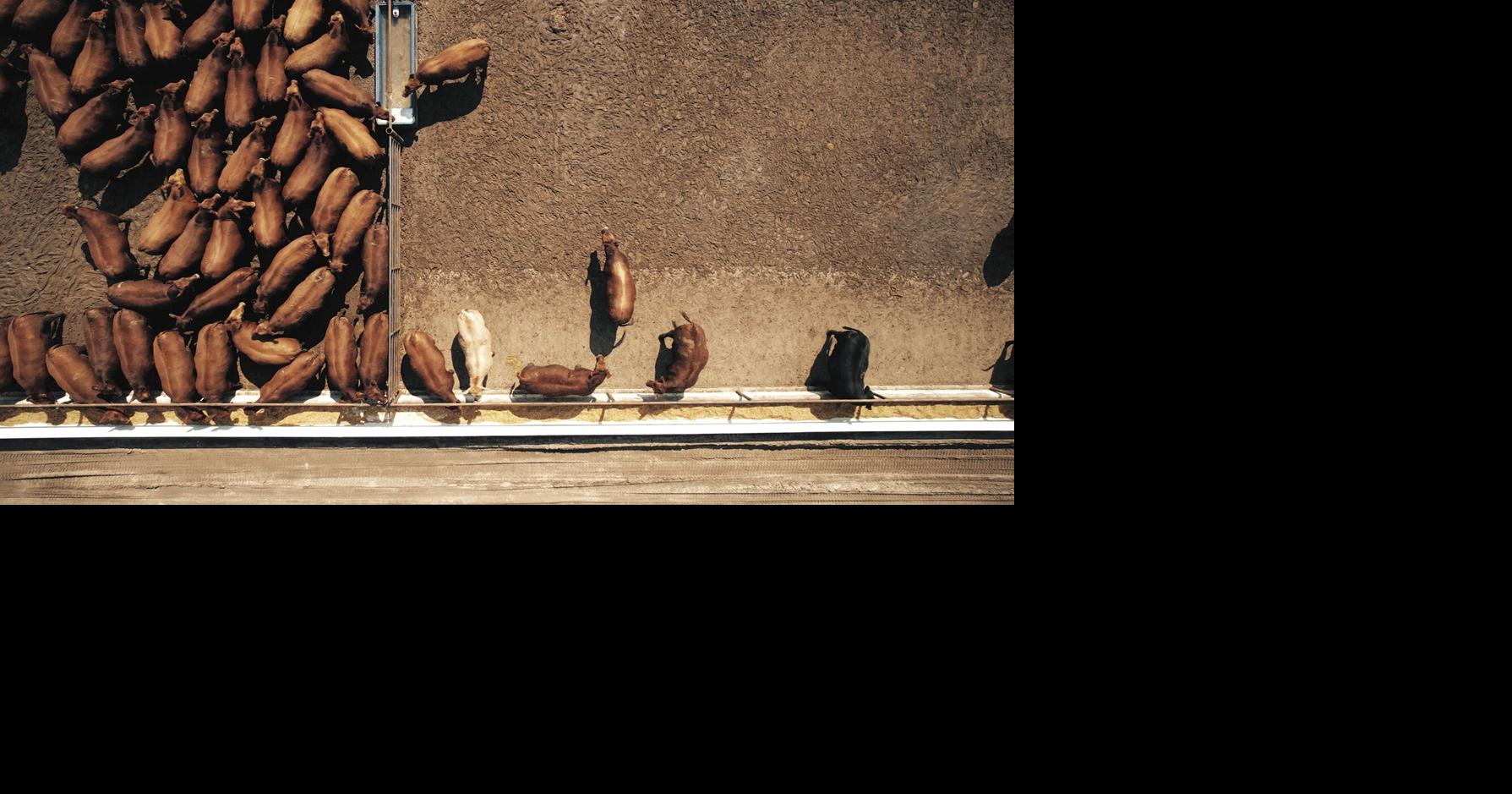 Roller compacted concrete is paving the way for the beef industry