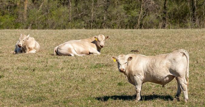 Select sires to create replacement females
