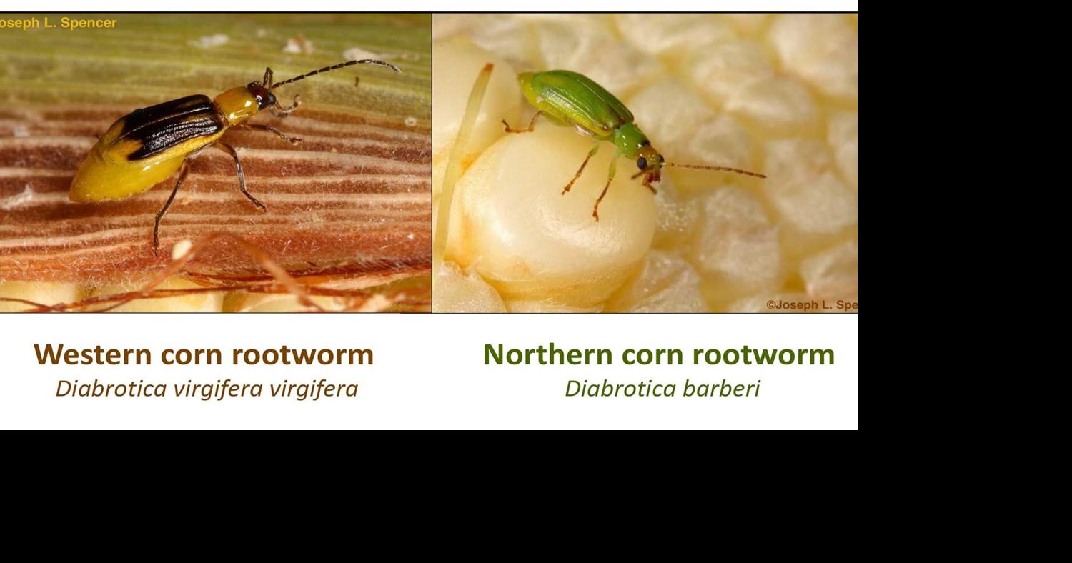Corn rootworm still thrives in continuous corn