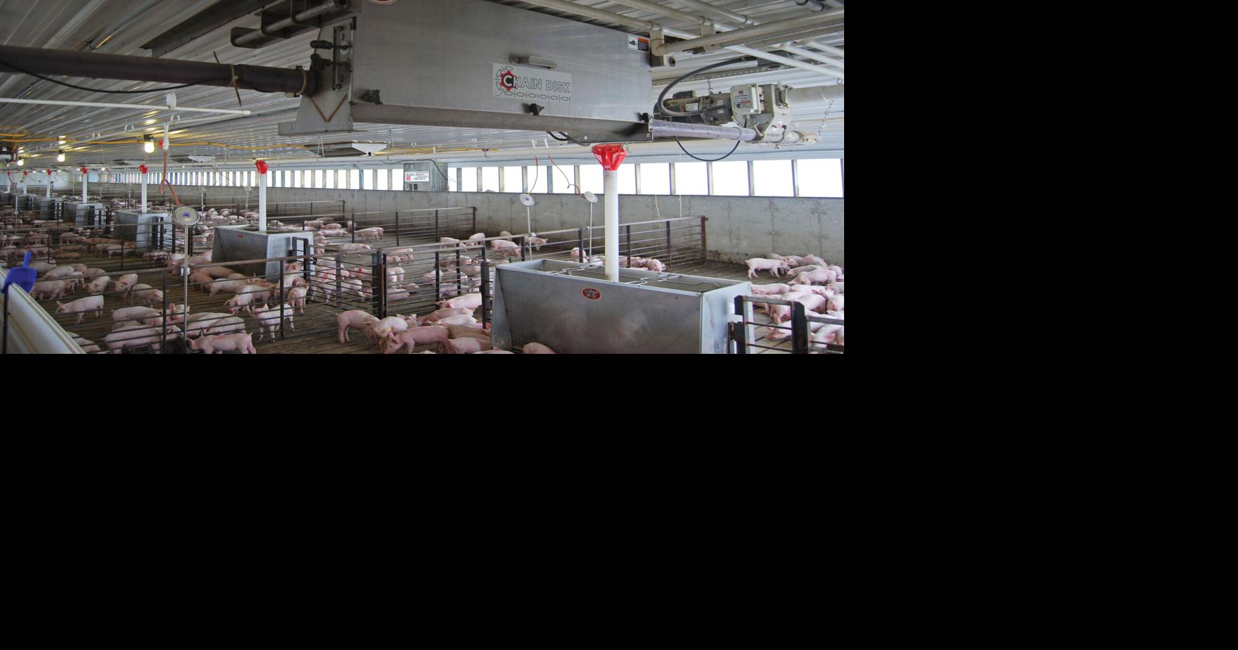 Swine barn upgrades address efficiency, regulatory needs