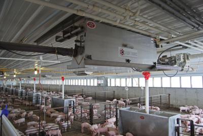 Swine barn upgrades address efficiency, regulatory needs