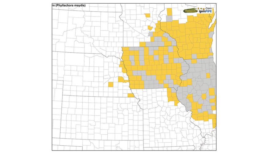 Tar spot spread confirmed in 2021