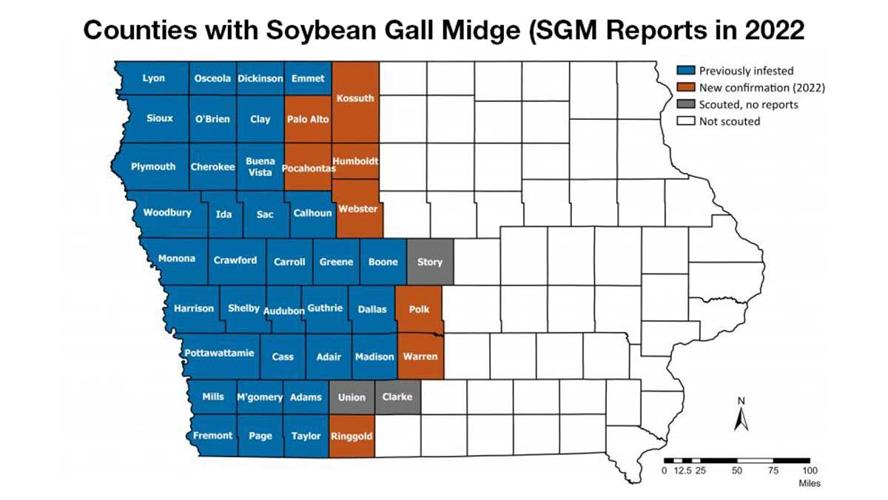 Gall midge continues spread amid ‘quiet’ insect year