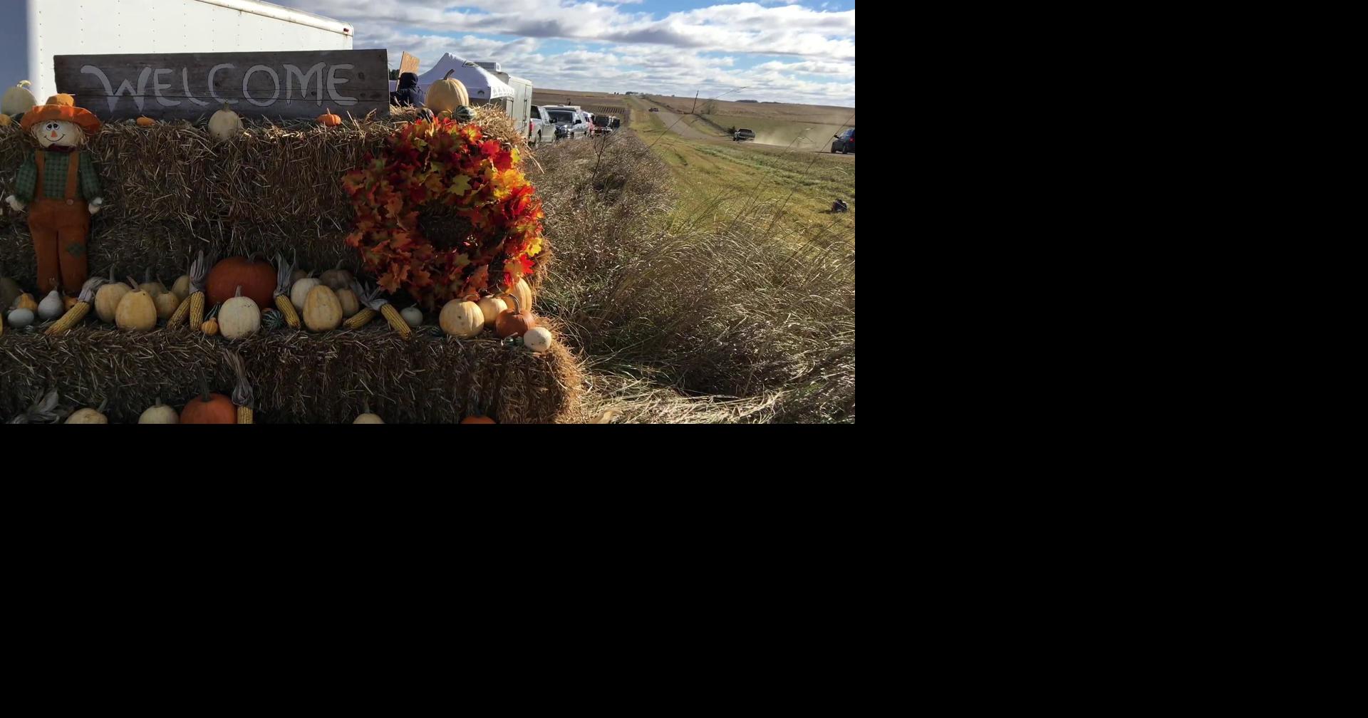 Video: Tradition lives on in hand corn picking contest