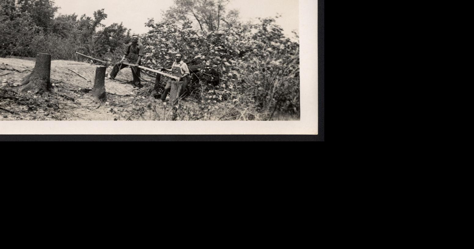 The evolution of pig farming as a sustainable business