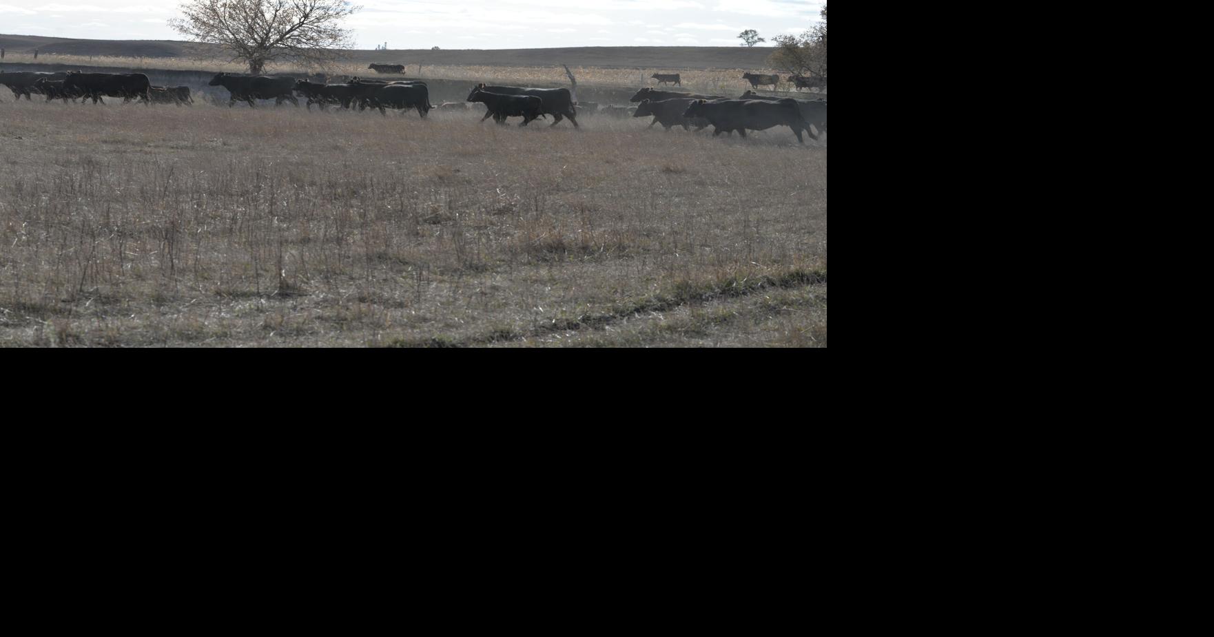 Miller Angus (6).JPG