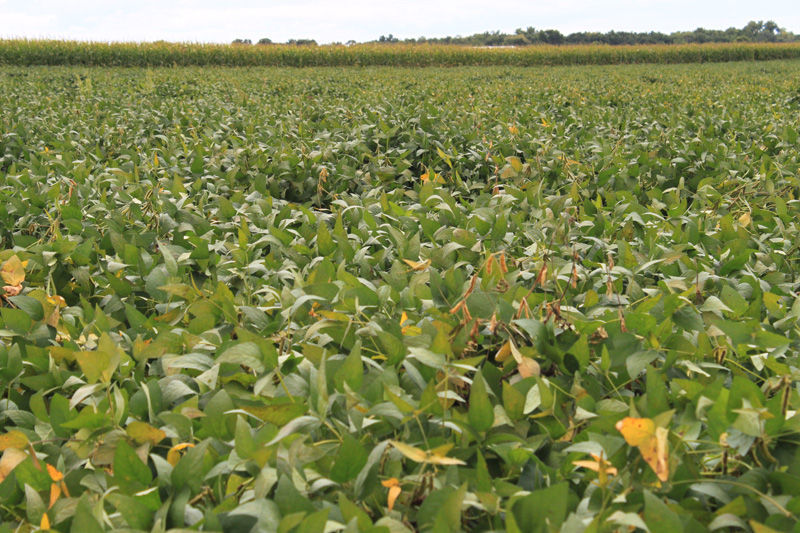 Yield and disease management go together in new soybean varieties