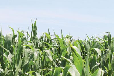 New study suggests corn could be major victim of climate change