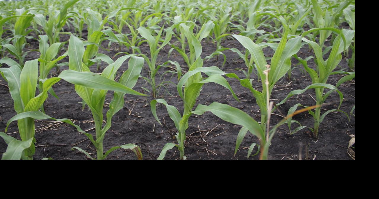Ross wins NCGA Kansas Corn Yield Contest with AgVenture
