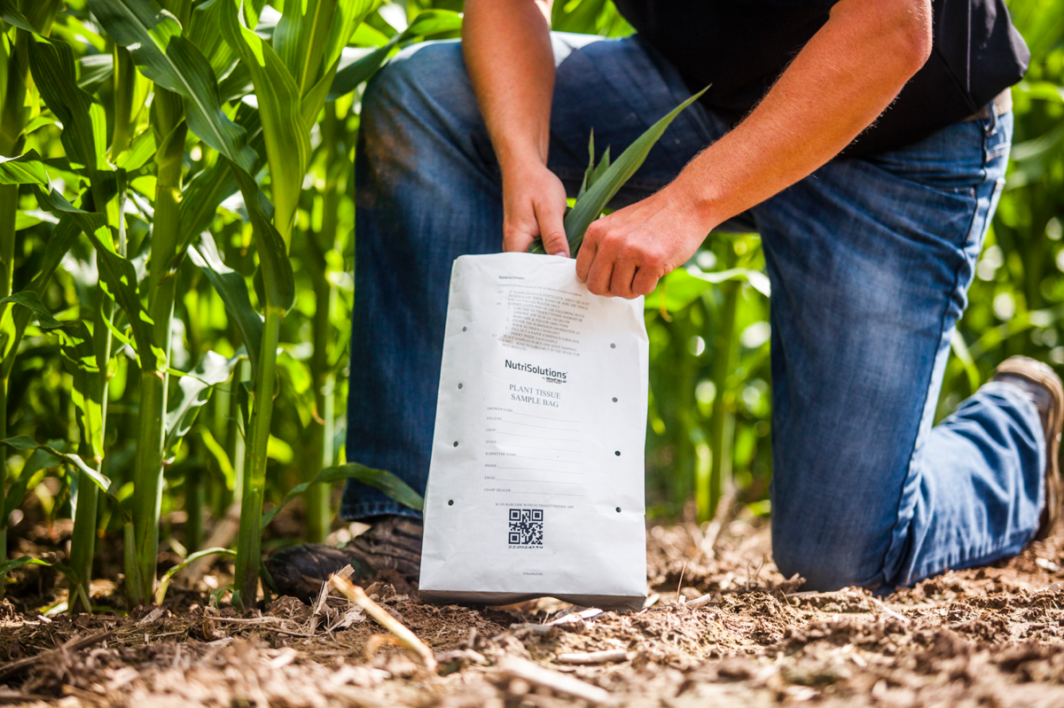 Time to tissue sample: Find what corn might be lacking in a wet year