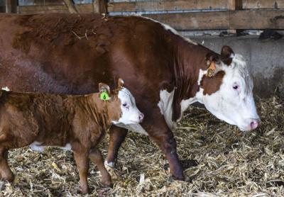 UNL webinar to cover new Weaned Calf Risk Protection program