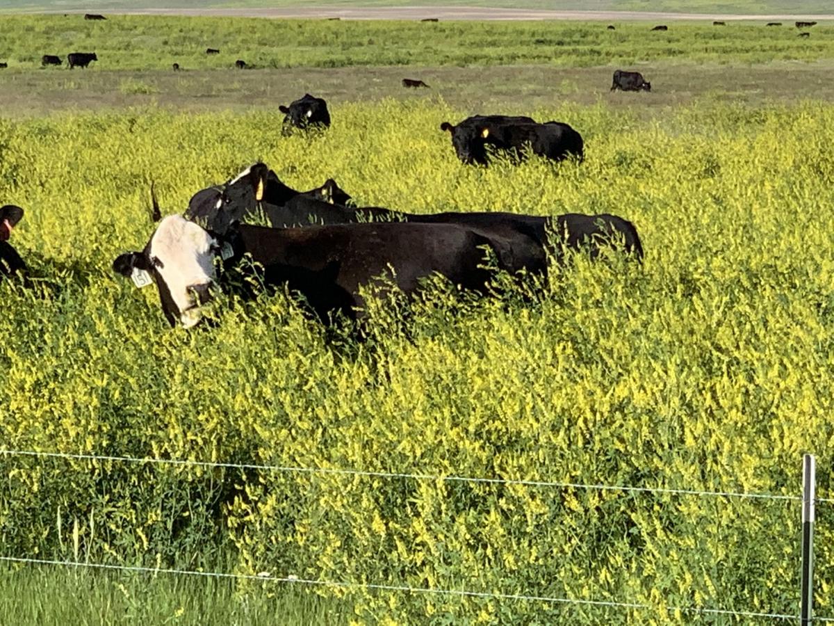 Fencing plays role in range management on Cammack ranch | News ...