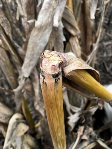 corn stalk rot