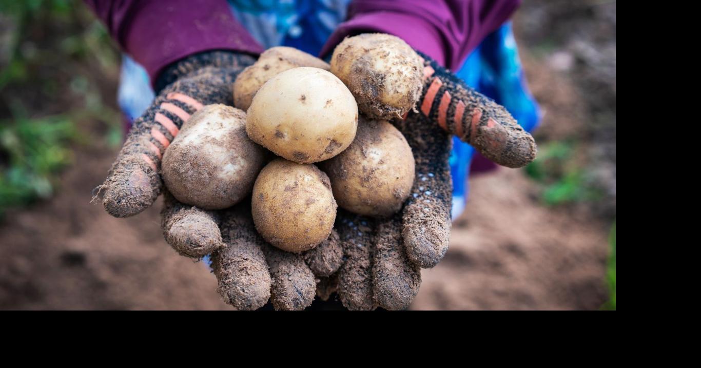 Montana increases acres dedicated to growing seed potatoes