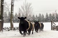 Beef Breeds: Belted Galloway