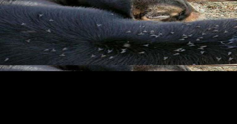 Cattle fly control options: a comprehensive explanation