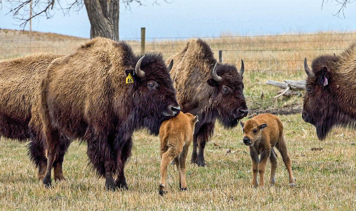 Reintroducing bison to grasslands increases plant diversity, drought ...