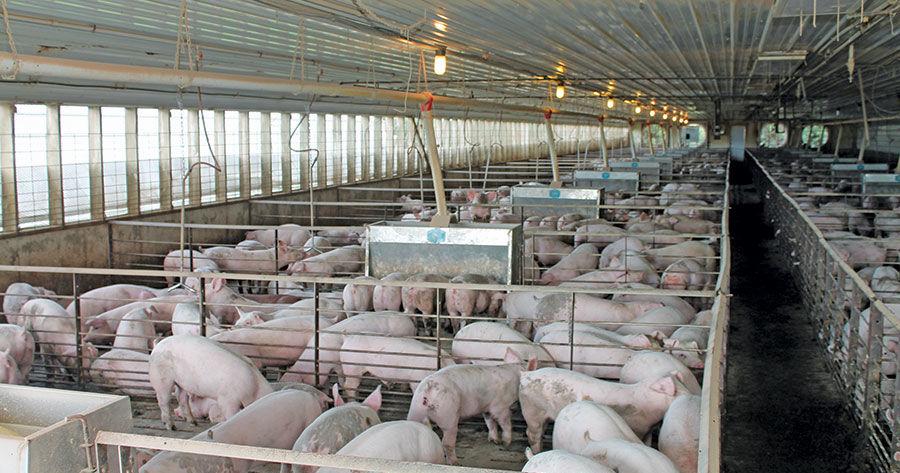 Hog operations offer young farmers a chance