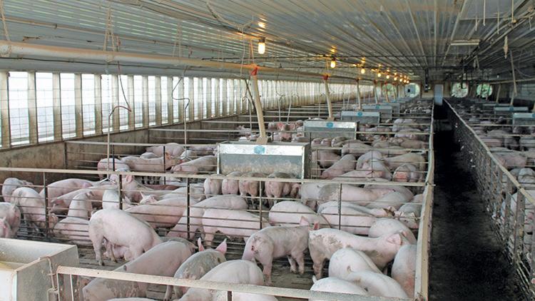 Hog operations offer young farmers a chance