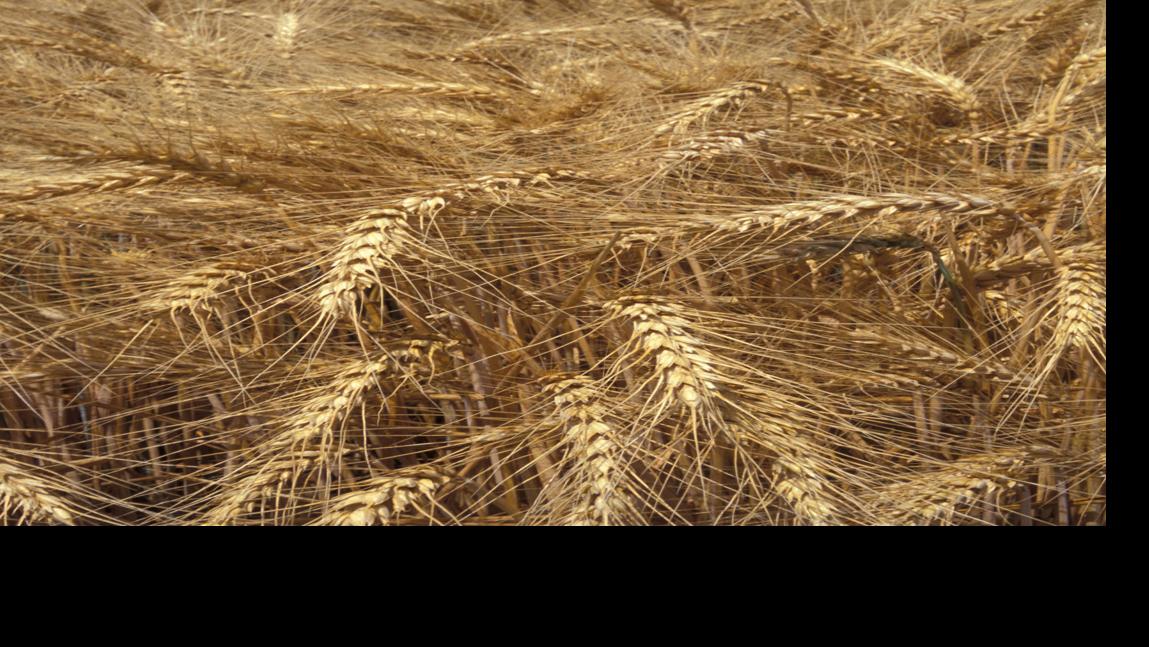 Sulfur in soil boosts wheat quality | Crop | agupdate.com