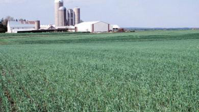 Discover the cover: Farmers realize benefits, challenges of soil ...