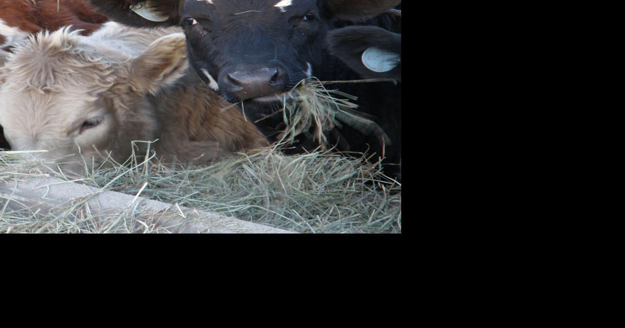 Understand options for calves