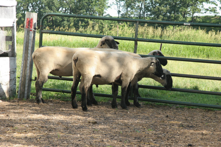 Sheep susceptible to polio