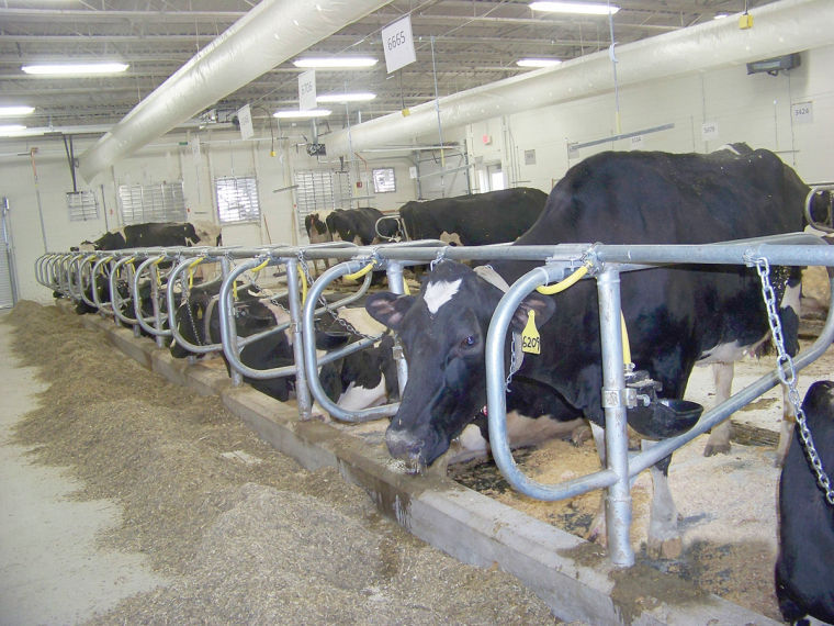 Dairy Cattle Center renovation focuses on cow comfort, education ...