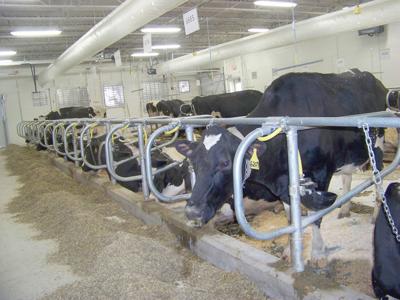 Dairy Cattle Center renovation focuses on cow comfort, education ...