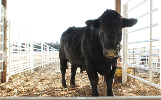Bull care, customer care tops priorities for genetics business