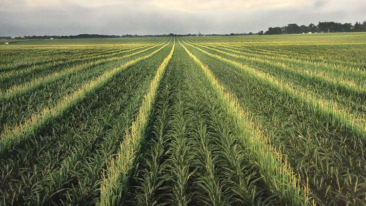 Seed corn specialization fits for certain farmers