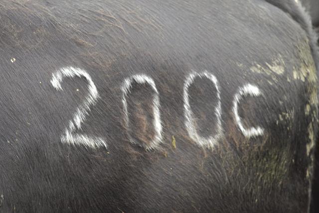 Cold or hot, branding is disappearing in Midwest