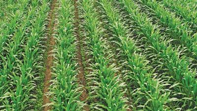 Different row widths have different benefits