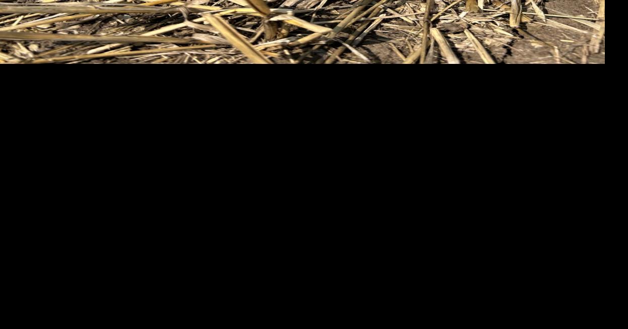 Hot, dry days will help with hay