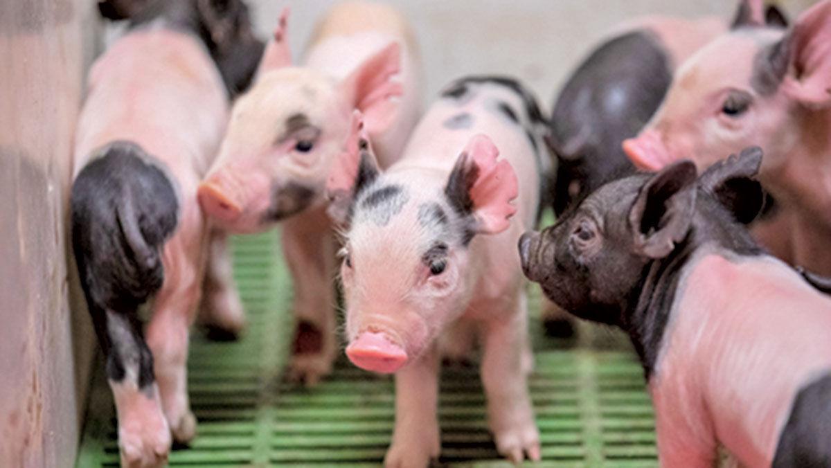 Iowa State uses hair to gauge stress response in pigs