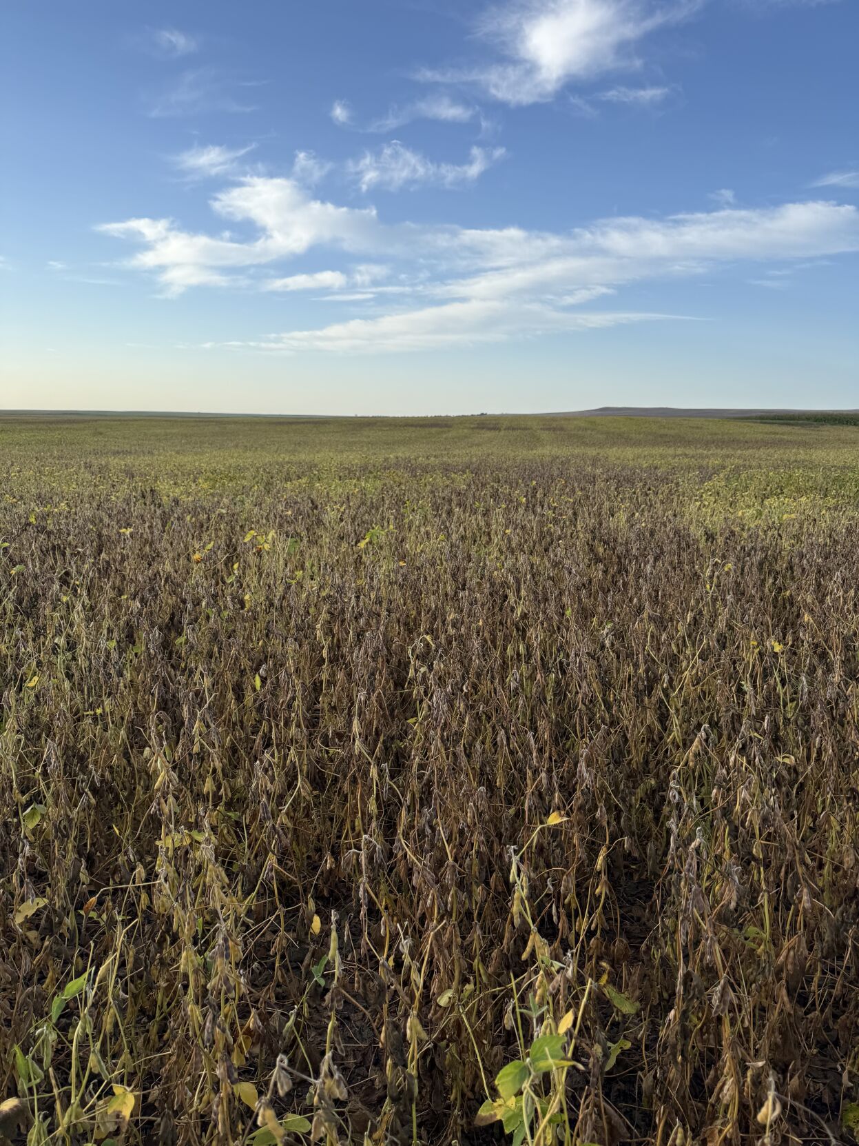 Early frost hurts central South Dakota crops
