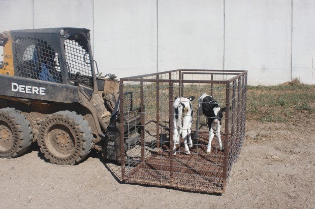 Brandvale Dairy steps up dairy farm safety