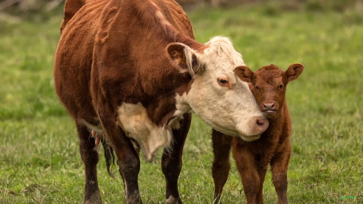Pre-calving, post-calving nutrition critical to cow, calf health