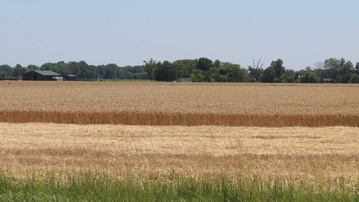 Double-crop options widening in the Midwest